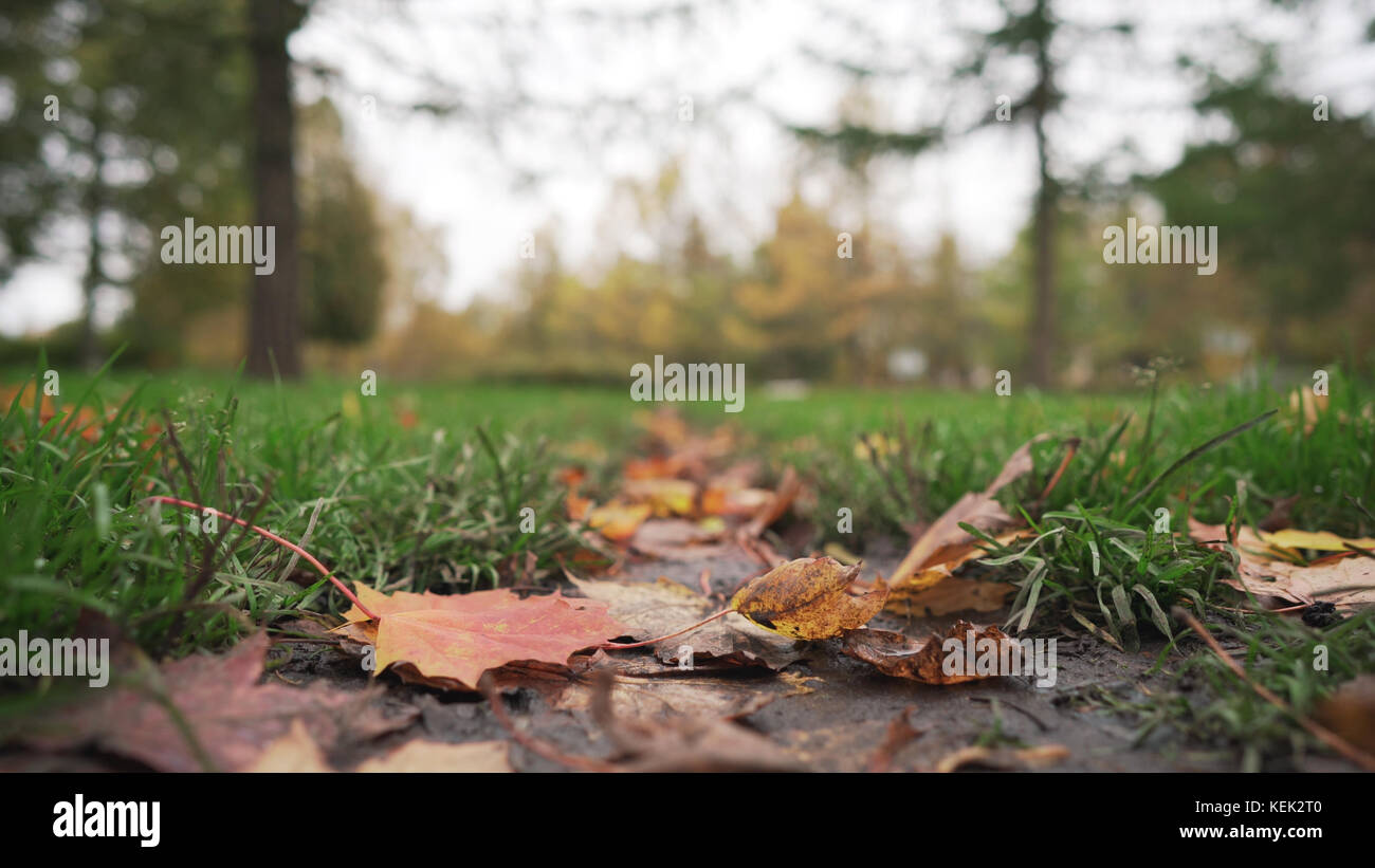 fallen autumn maple leaves on ground at the morning, wide photo Stock ...