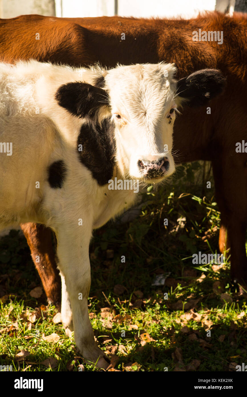 little curious calf walking on the road Stock Photo - Alamy