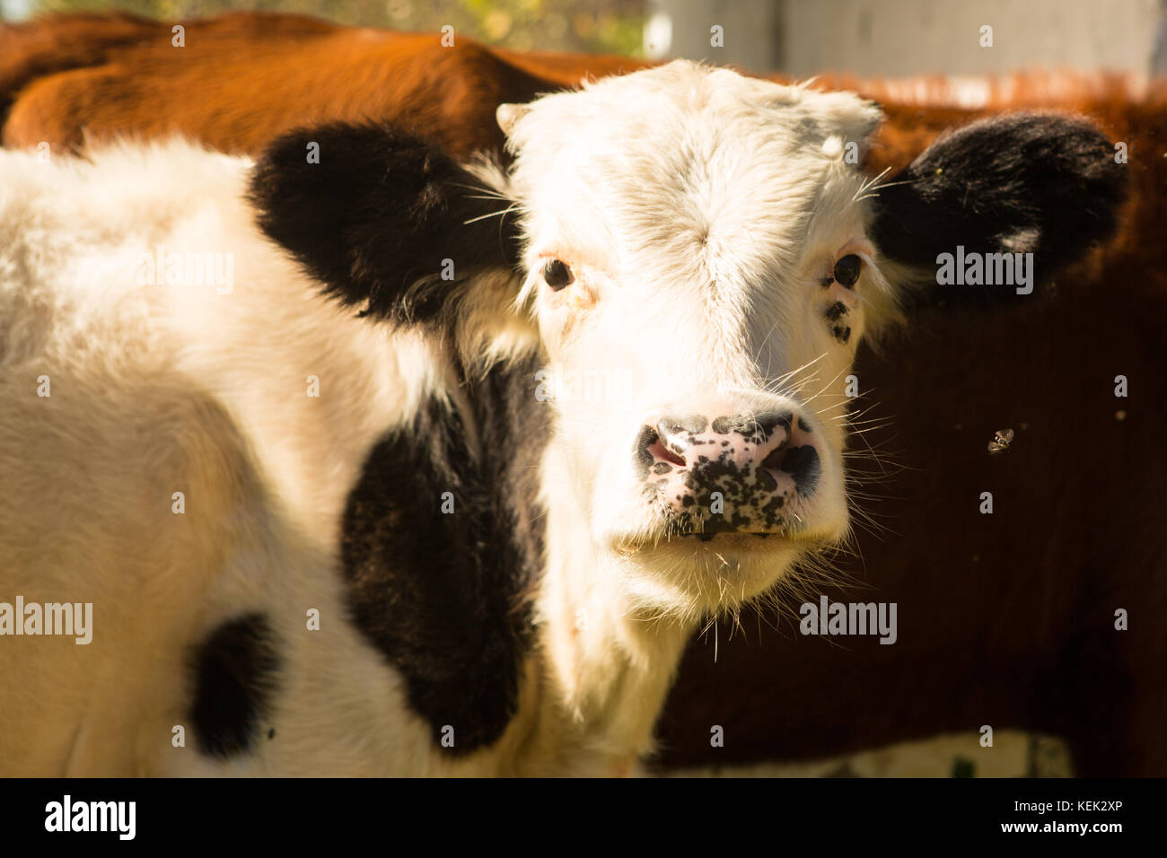 little curious calf walking on the road Stock Photo - Alamy