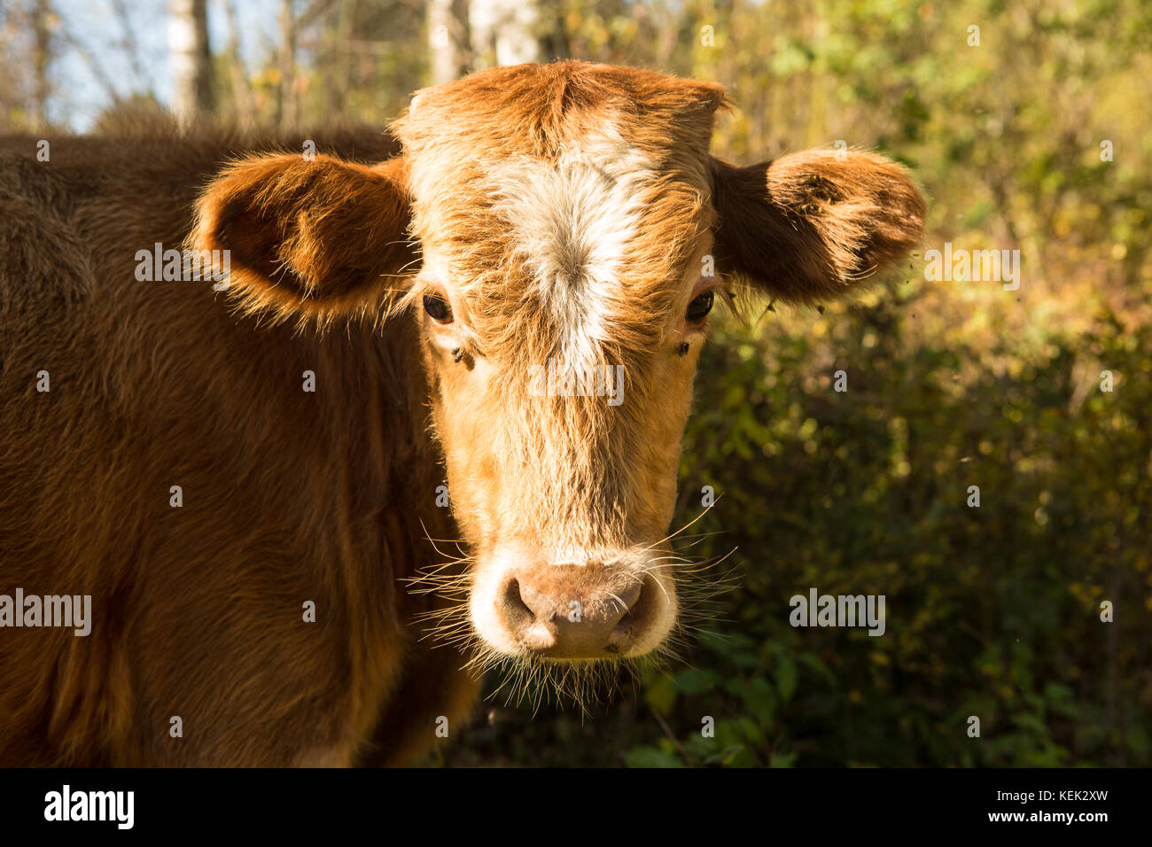 little curious calf walking on the road Stock Photo - Alamy
