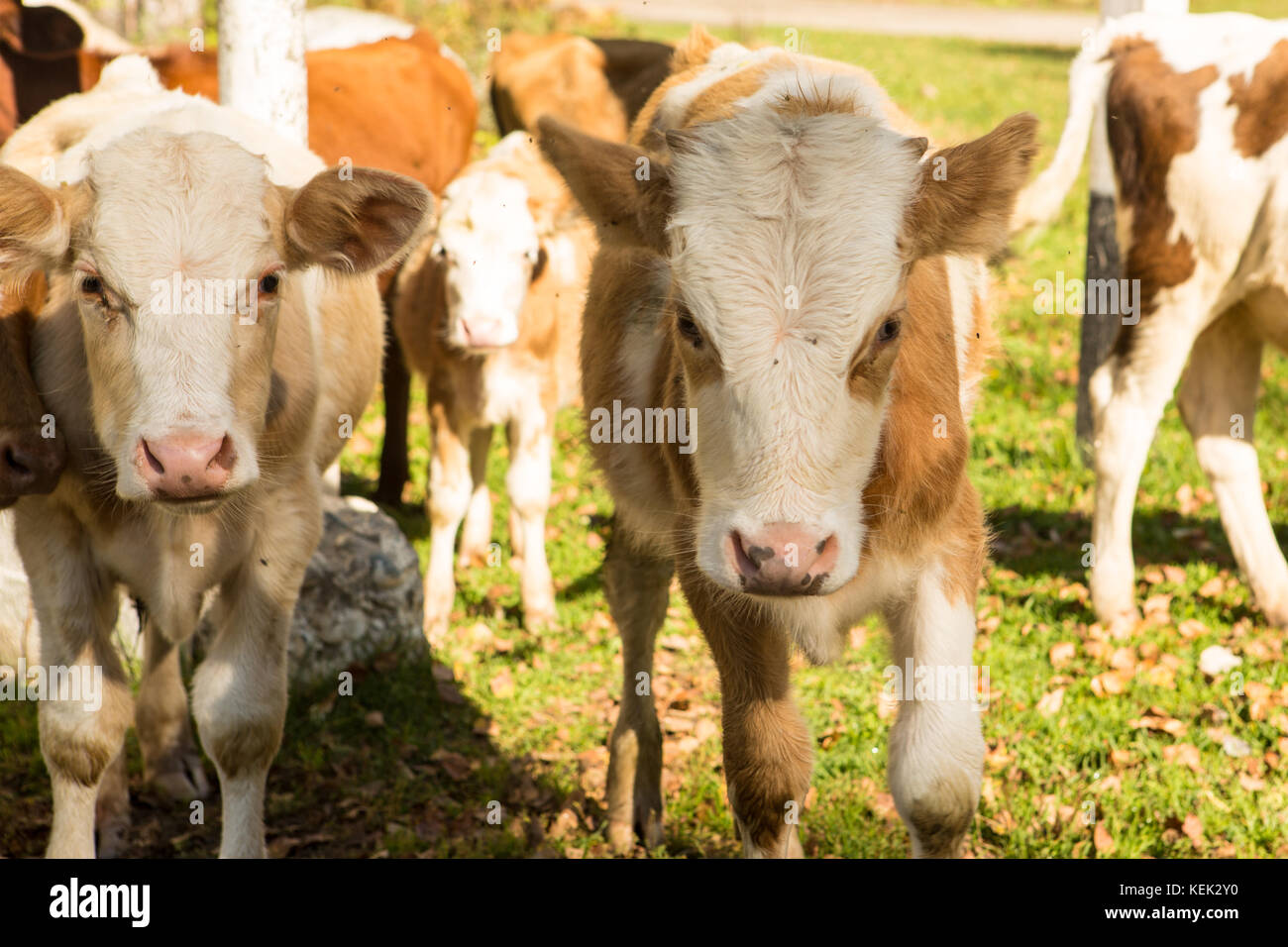 little curious calf walking on the road Stock Photo - Alamy