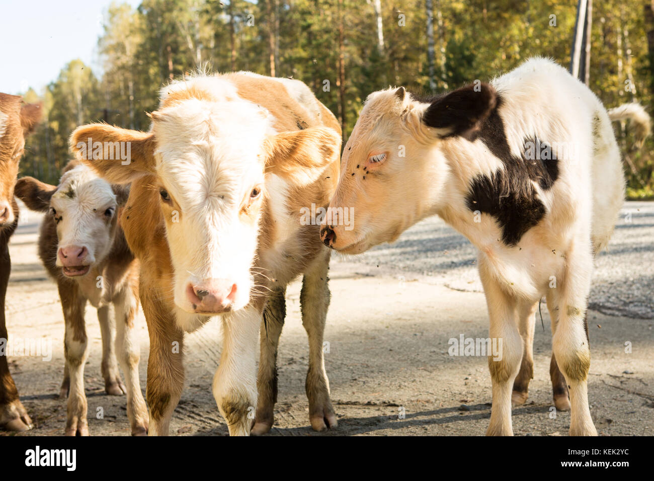 little curious calf walking on the road Stock Photo - Alamy
