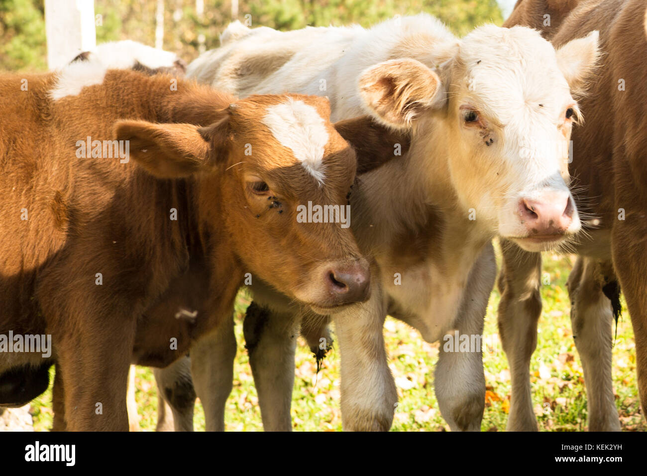 little curious calf walking on the road Stock Photo - Alamy