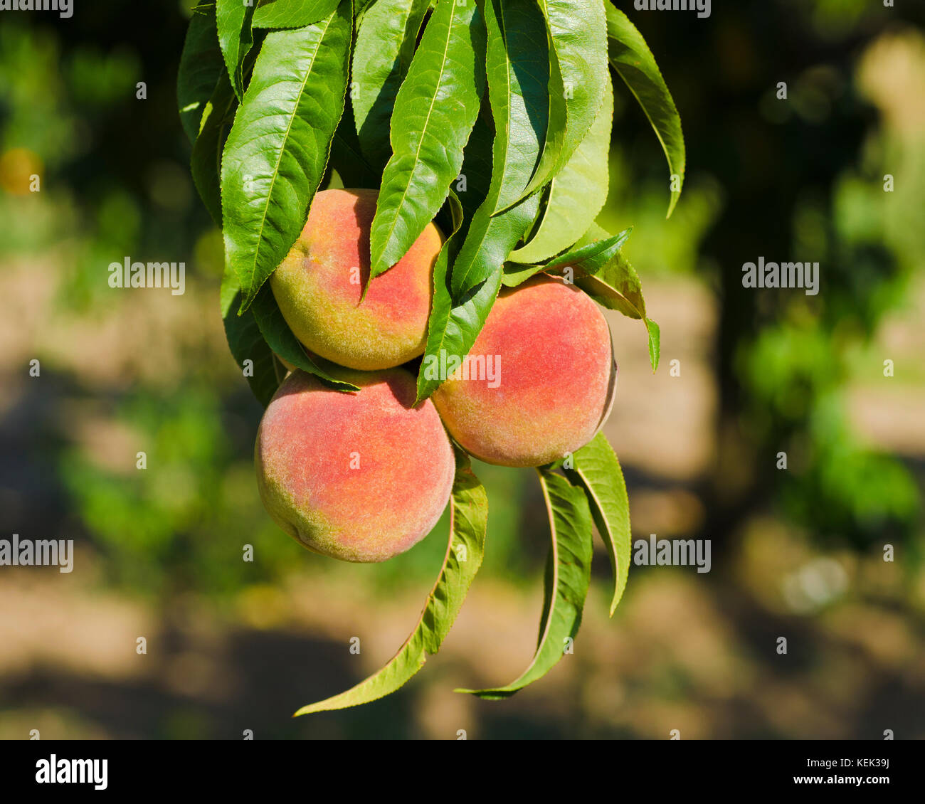 Peach growing on tree hi-res stock photography and images - Alamy