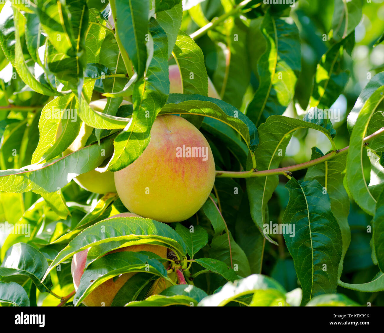 Peach growing on tree hi-res stock photography and images - Alamy