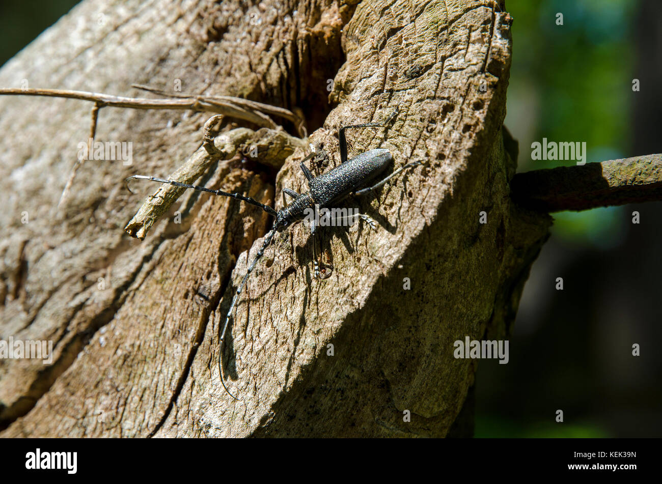 Biology bug hi-res stock photography and images - Alamy