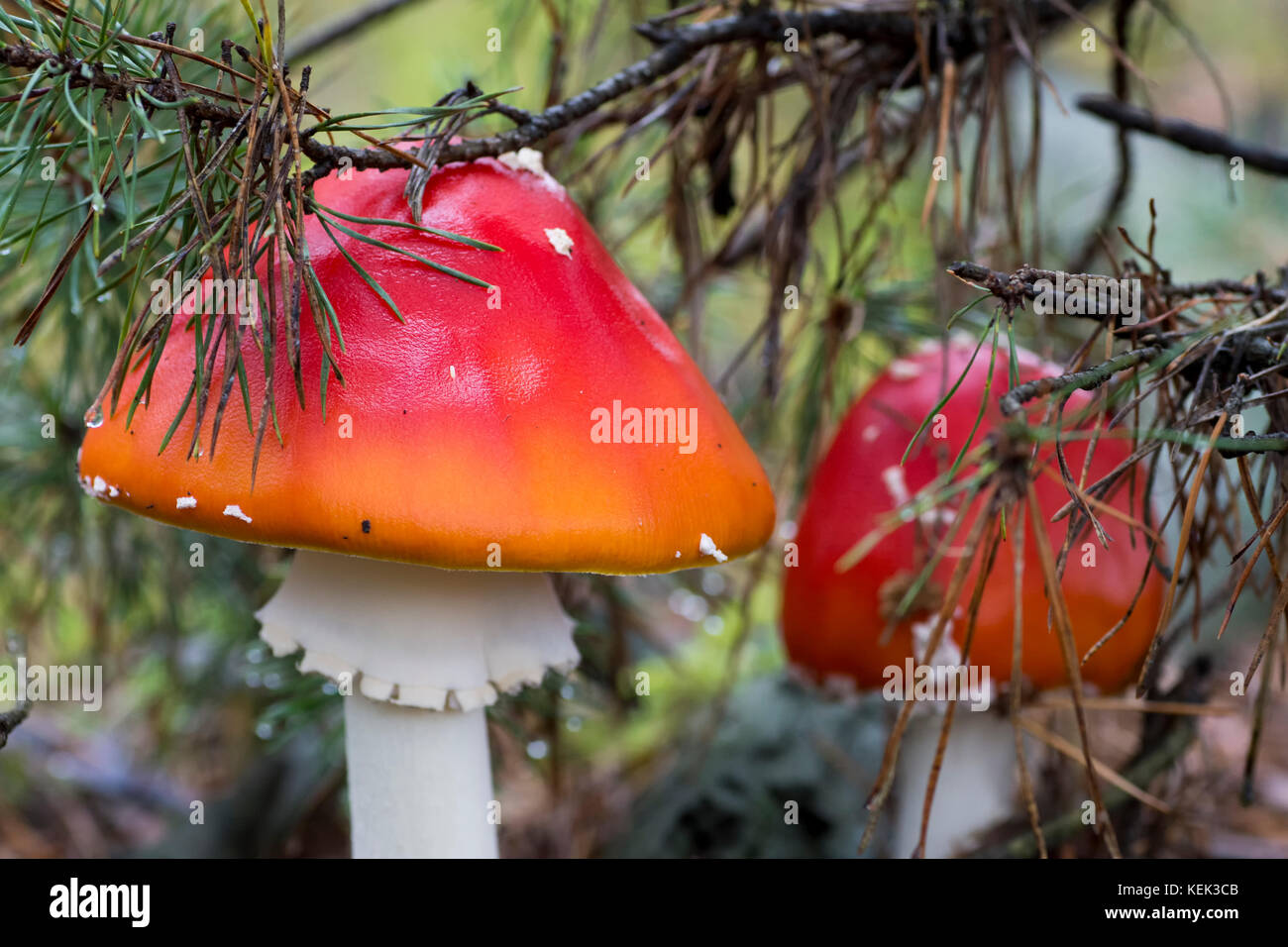 Close-up photo of red toadstool with white dots between needle and moss ...