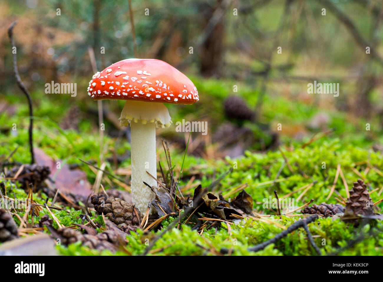 Close-up photo of red toadstool with white dots between needle and moss ...