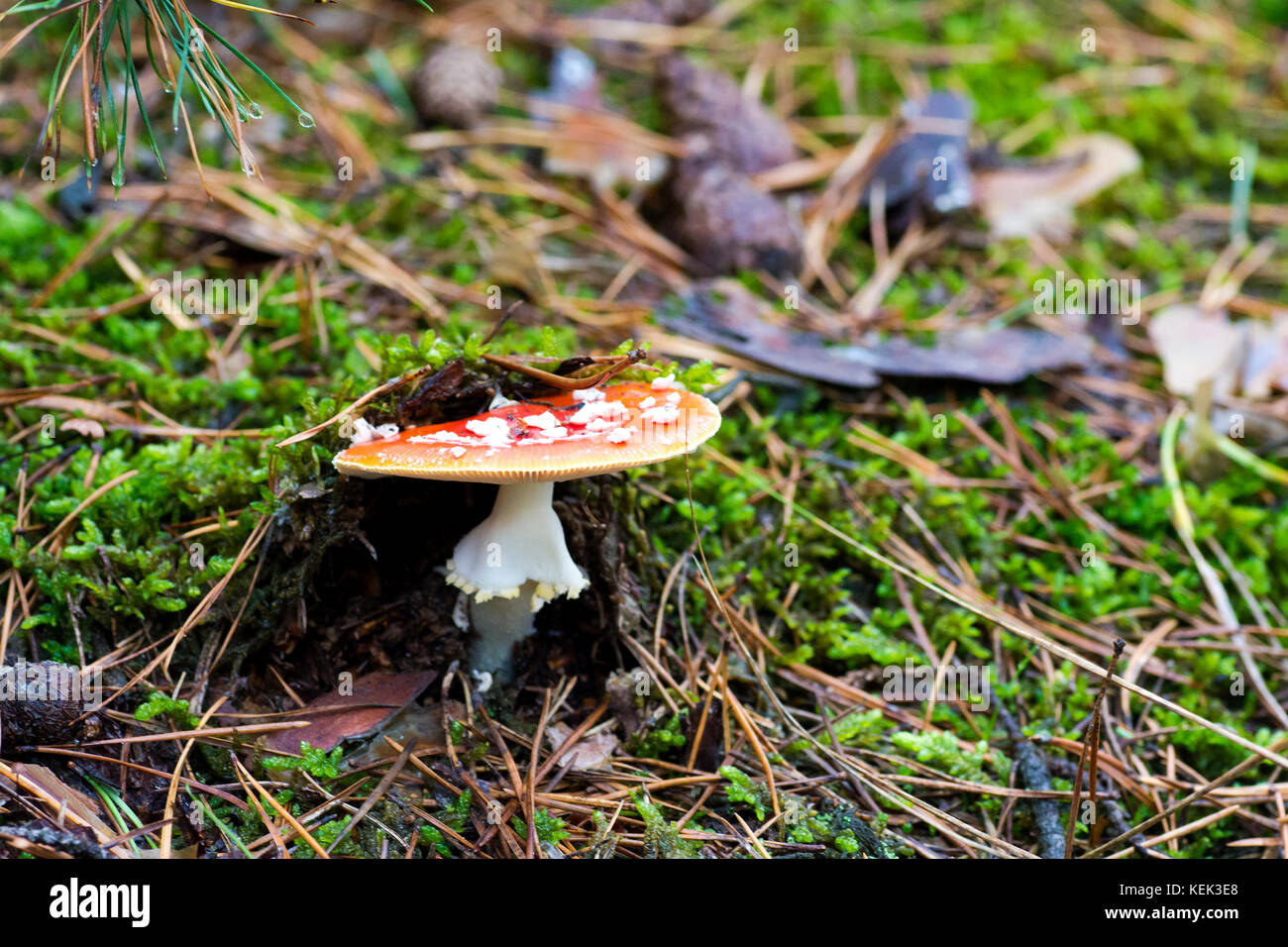 Close-up photo of red toadstool with white dots between needle and moss ...