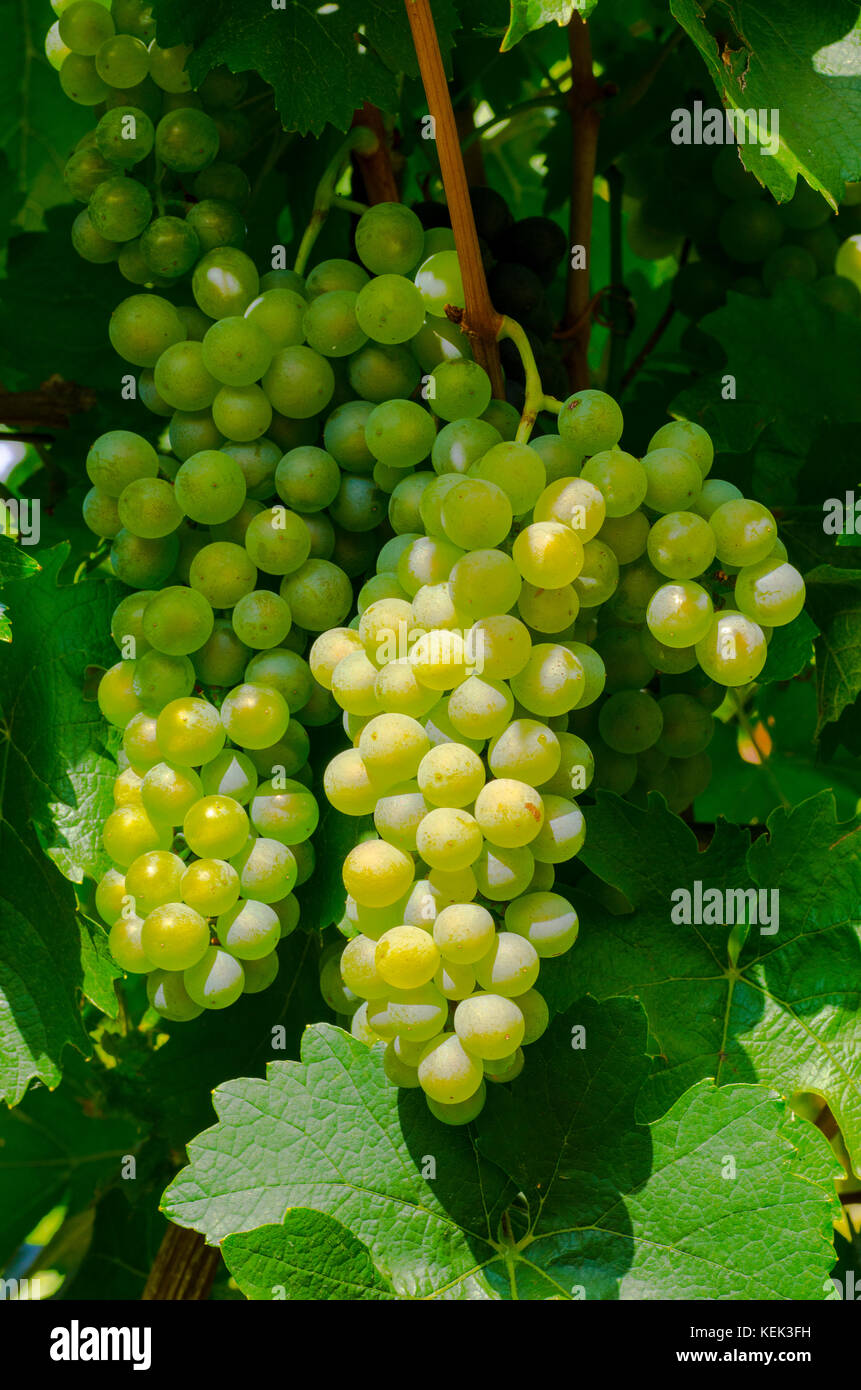 Agriculture grape vine vineyard hi-res stock photography and images - Alamy