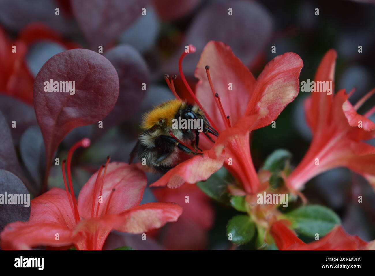 Bee insect flower hi-res stock photography and images - Alamy