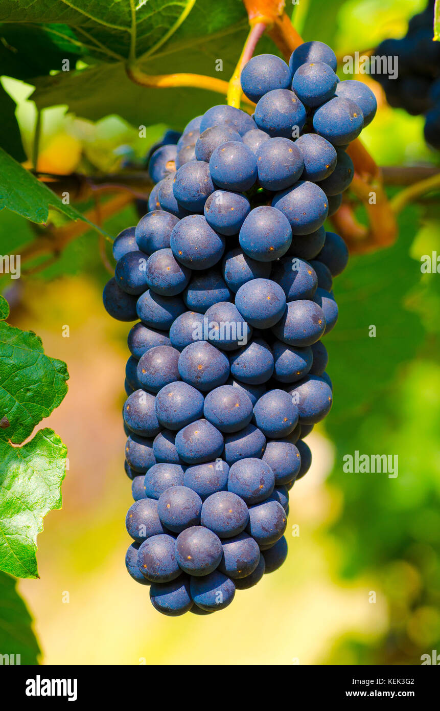 Close-up photo of a grape vine in a vineyard between green leaves in ...