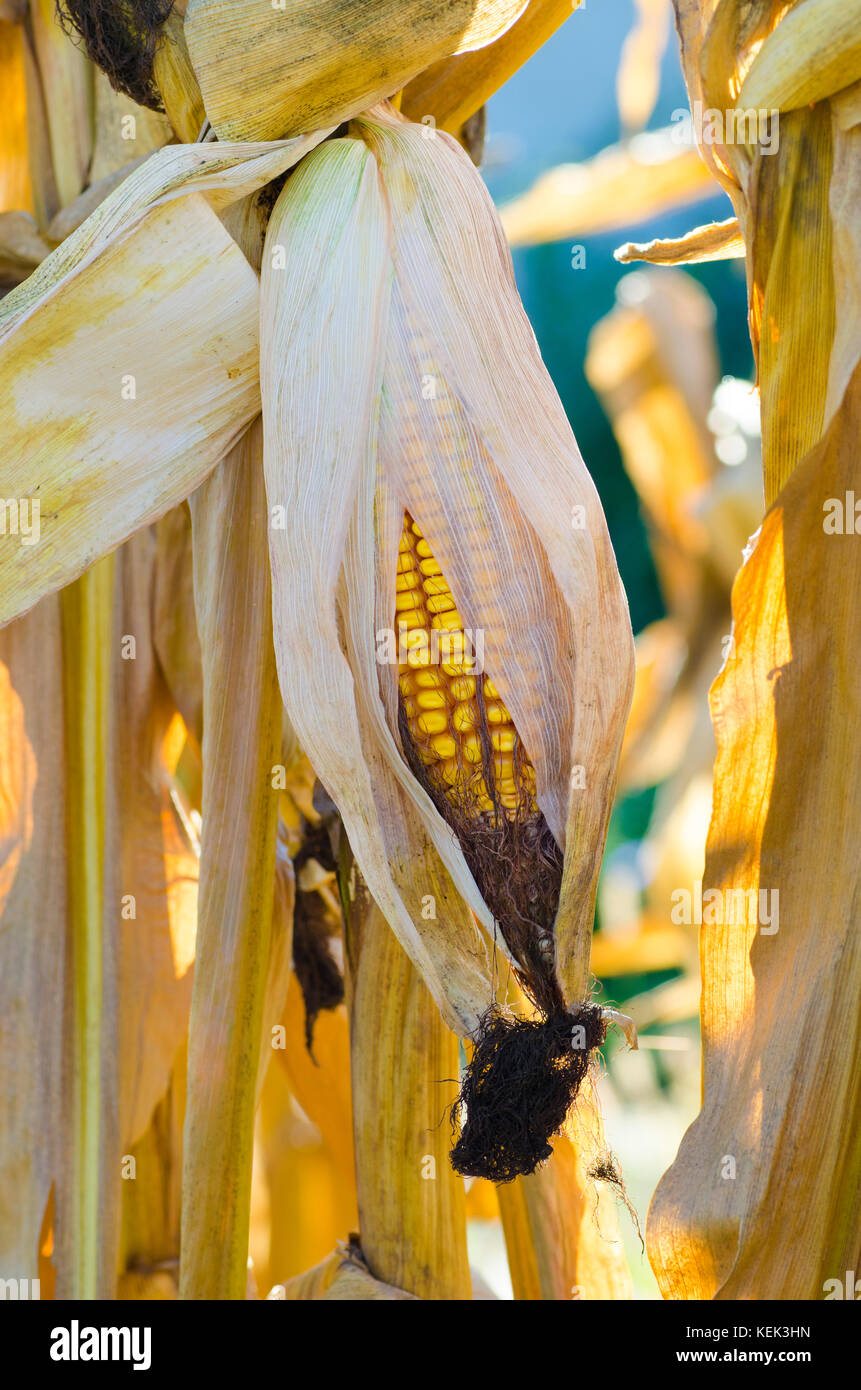 Green corn field close up corn field in the hi-res stock photography ...