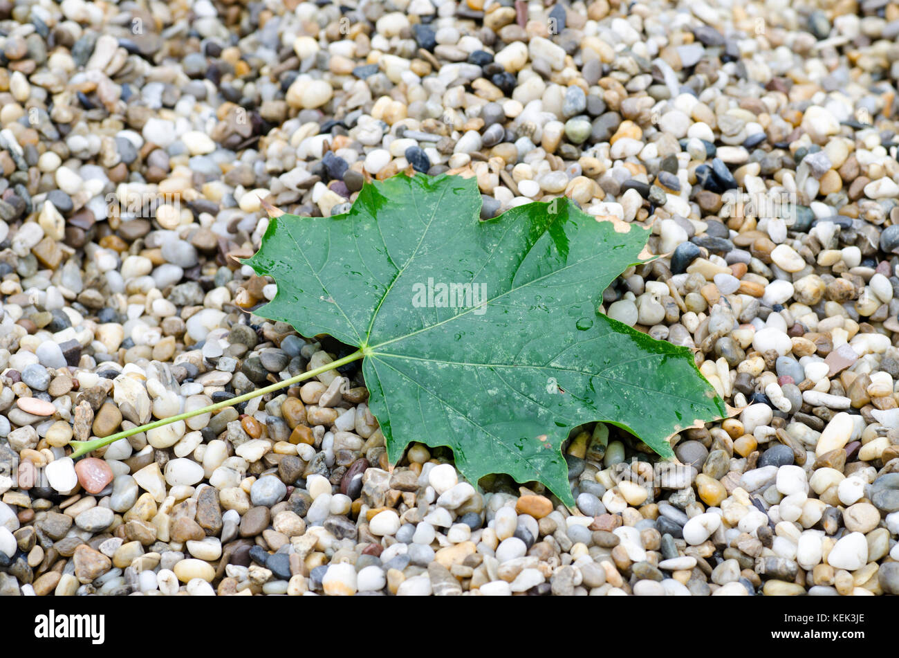 Close-up photo of a green maple leaf with drops of rain lying on stones ...