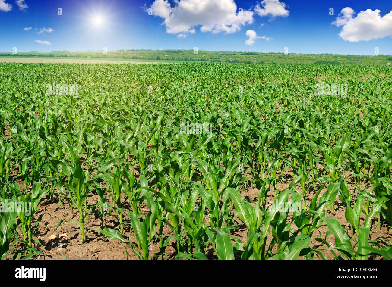 green corn field and blue sky Stock Photo - Alamy