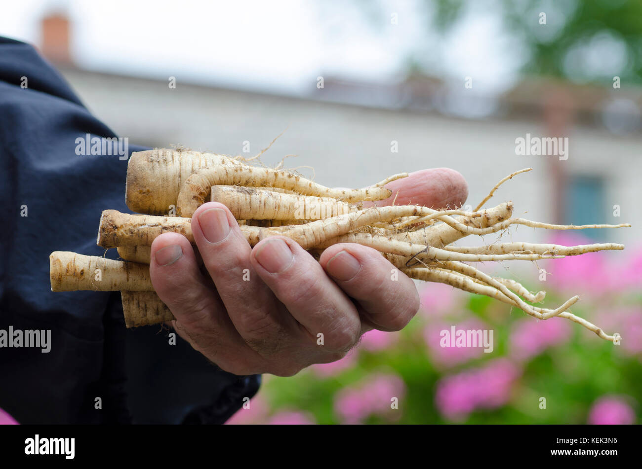Close-up photo of a hand with fingers holding a bunch of parsley roots ...