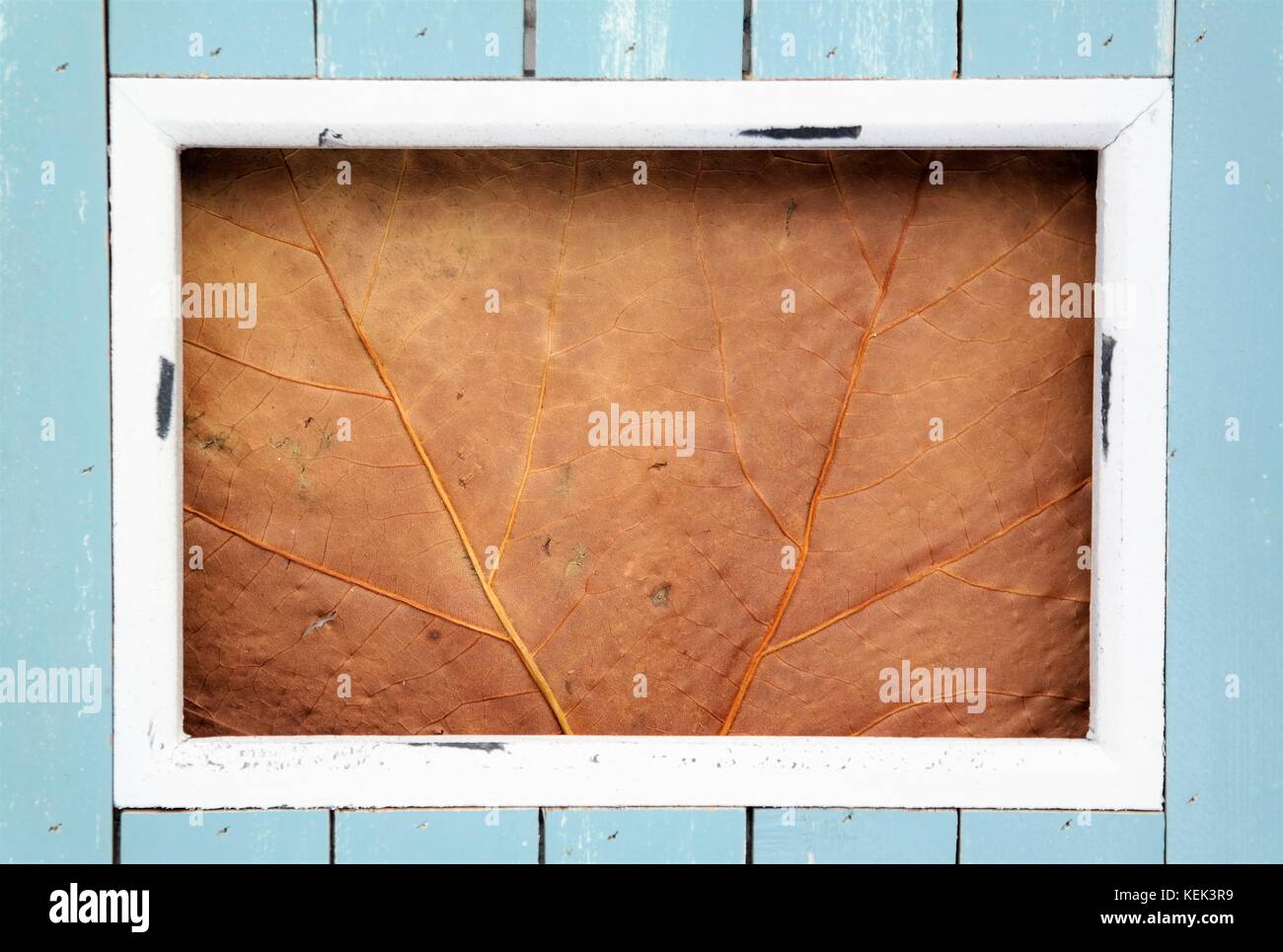 Autumn background, blue frame with old brown fall leaf Stock Photo - Alamy