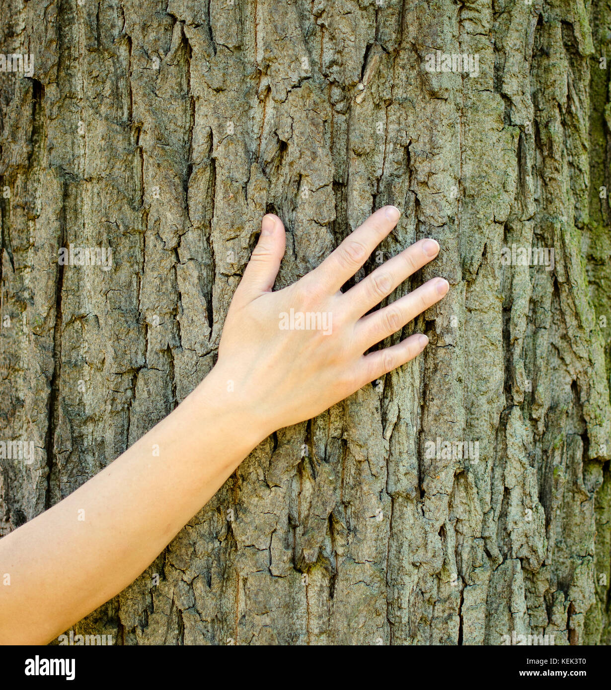 A close-up view of a hand touching the trunk and bark of a tree in a ...
