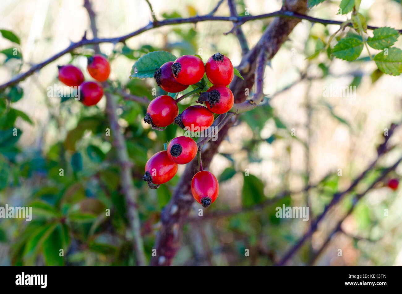 Photo of shrubs of rosehip in the wild on a sunny autumn day Stock ...