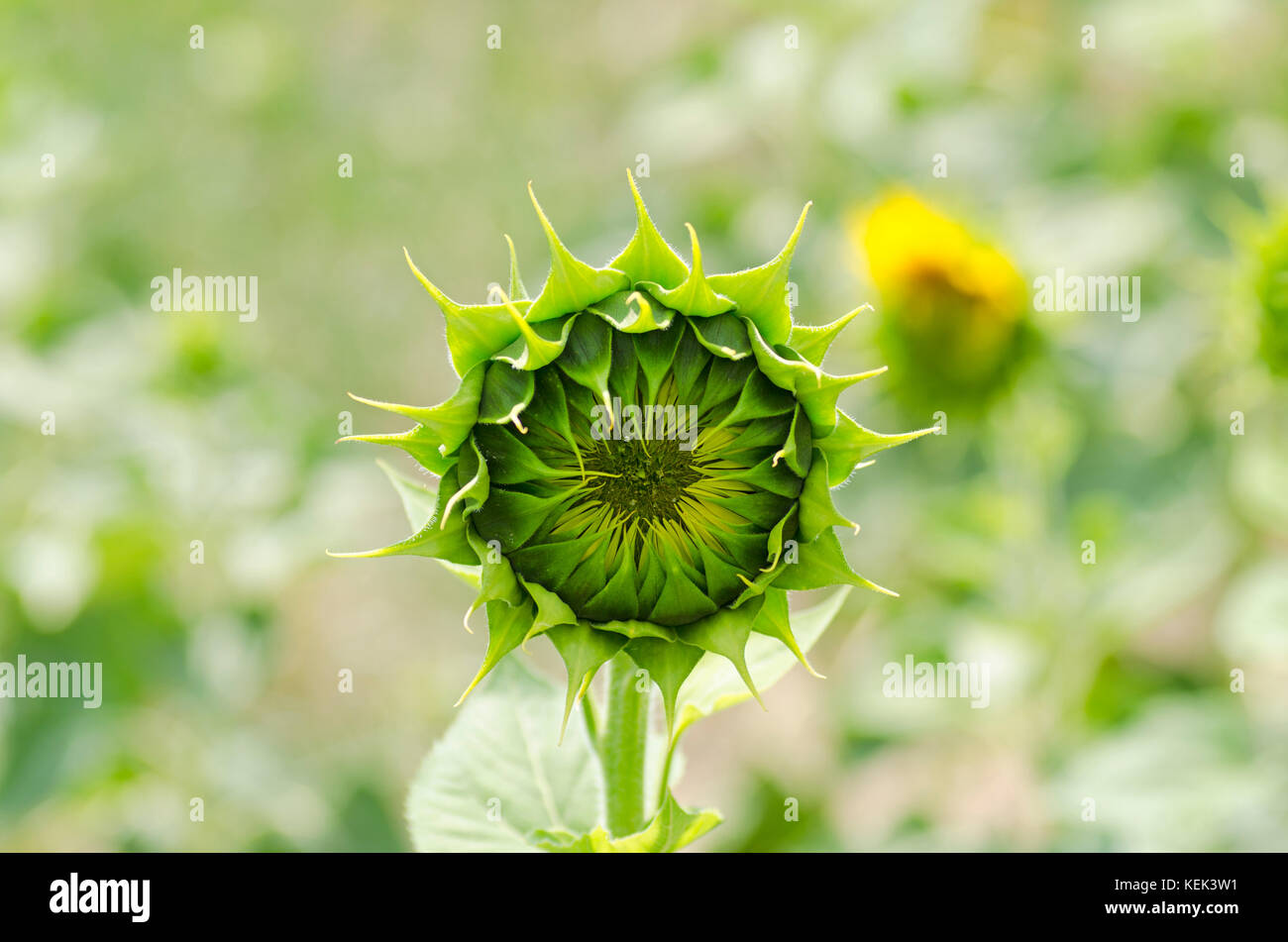 Close-up view of a young sunflower flower Stock Photo - Alamy