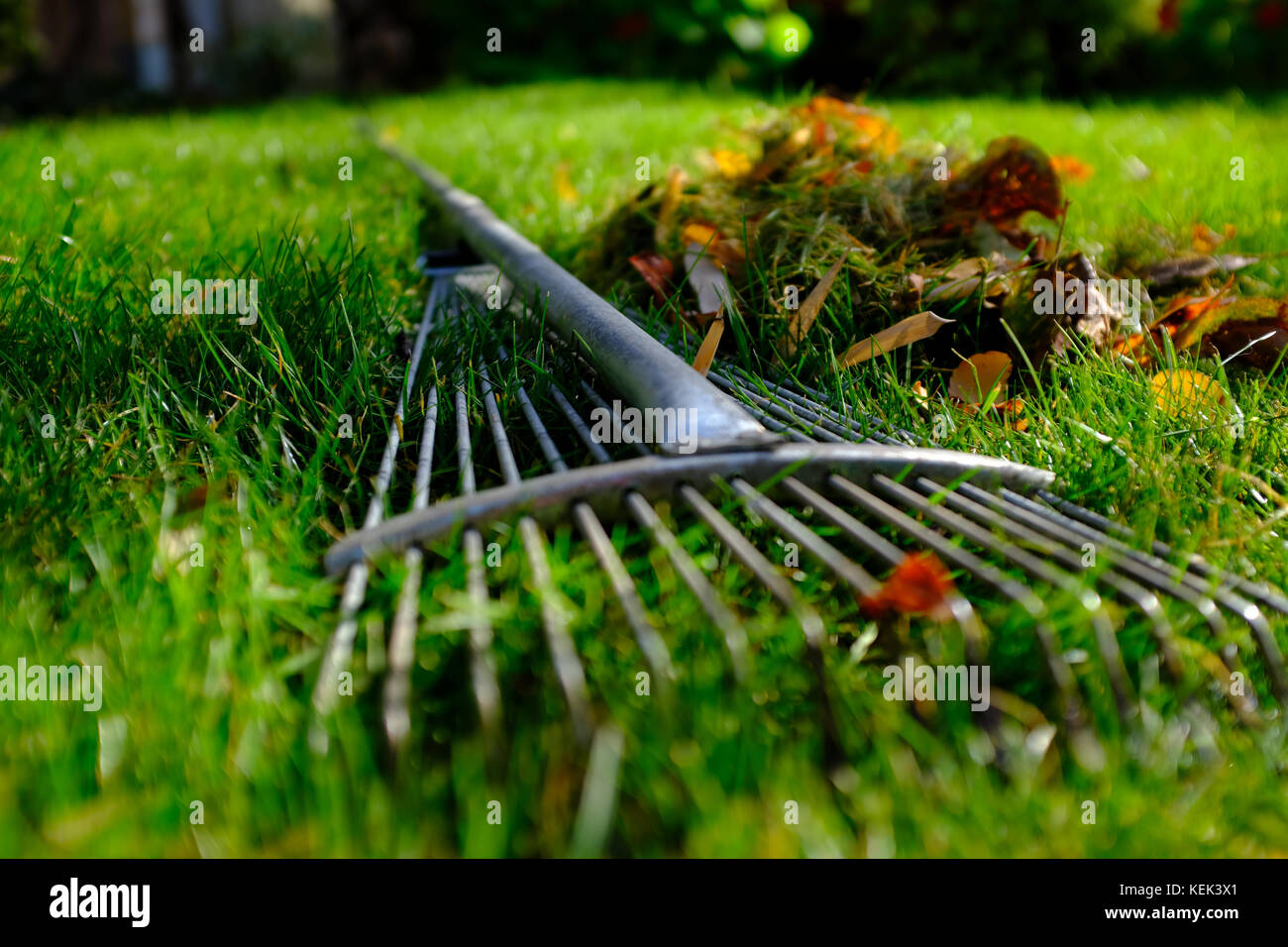 Garden rake and leaves in the Autumn Stock Photo - Alamy