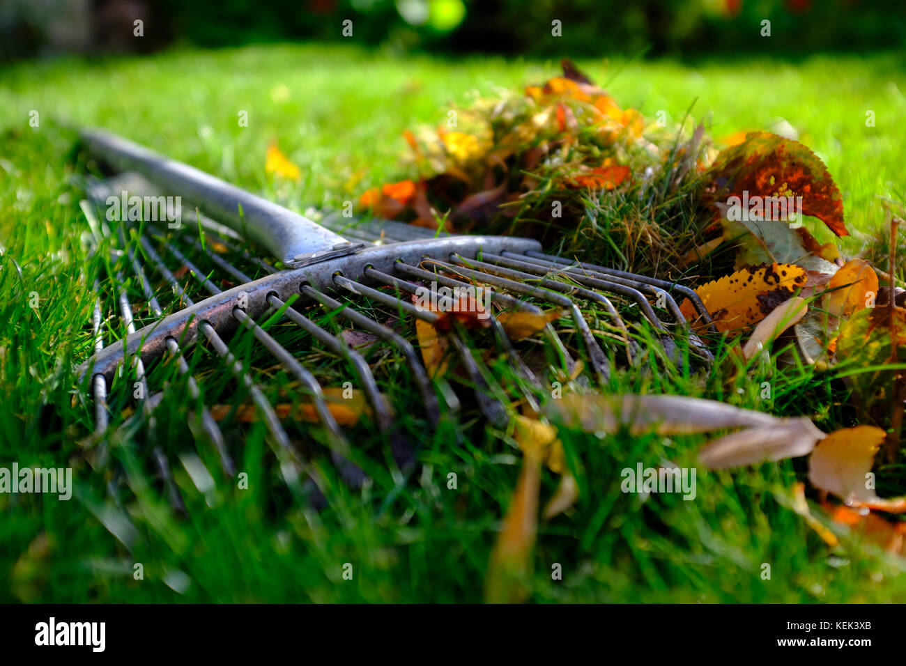 Garden rake and leaves in the Autumn Stock Photo - Alamy