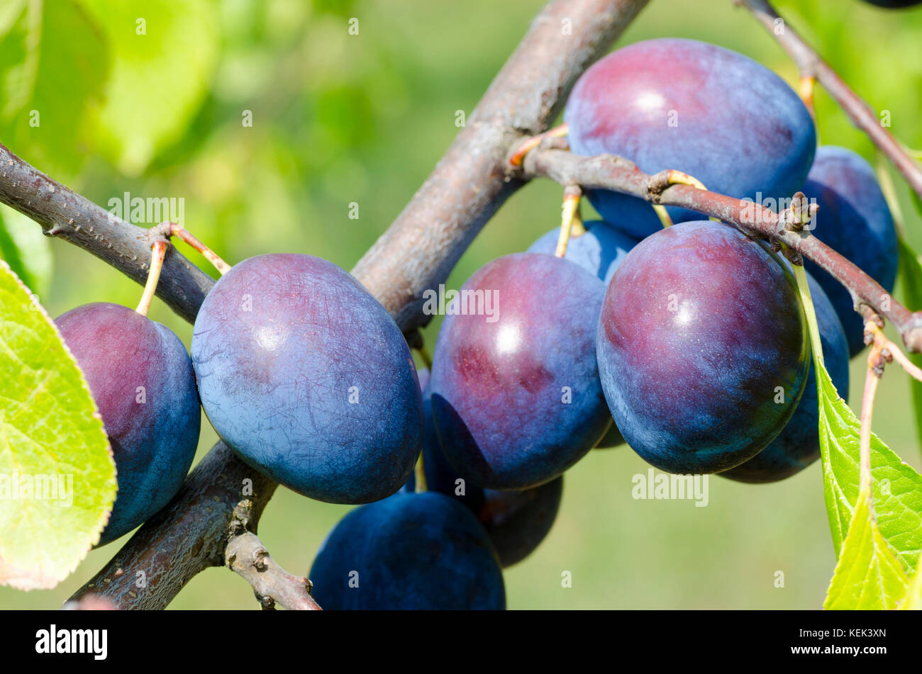 Plums growing hi-res stock photography and images - Alamy