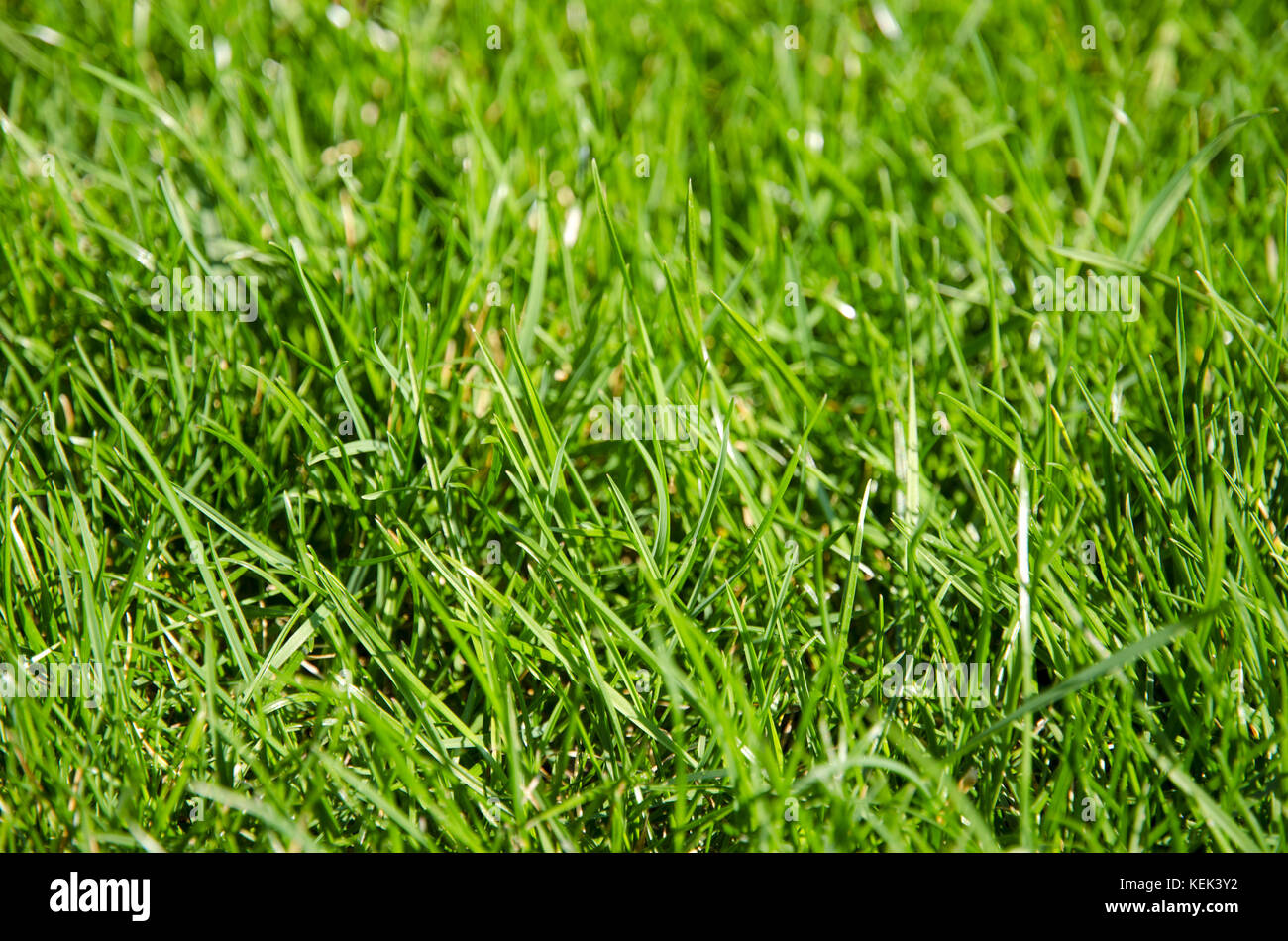 Closeup view of grass on the golf course with the detail of the ...