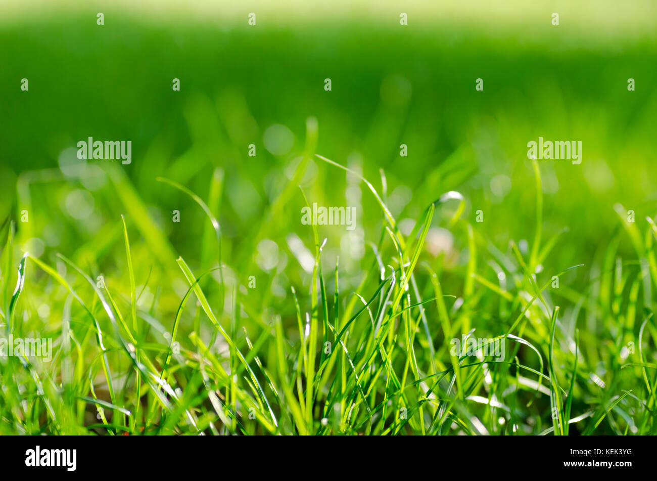 Close-up photo of green grass stalk with sunshine on a summer day with ...