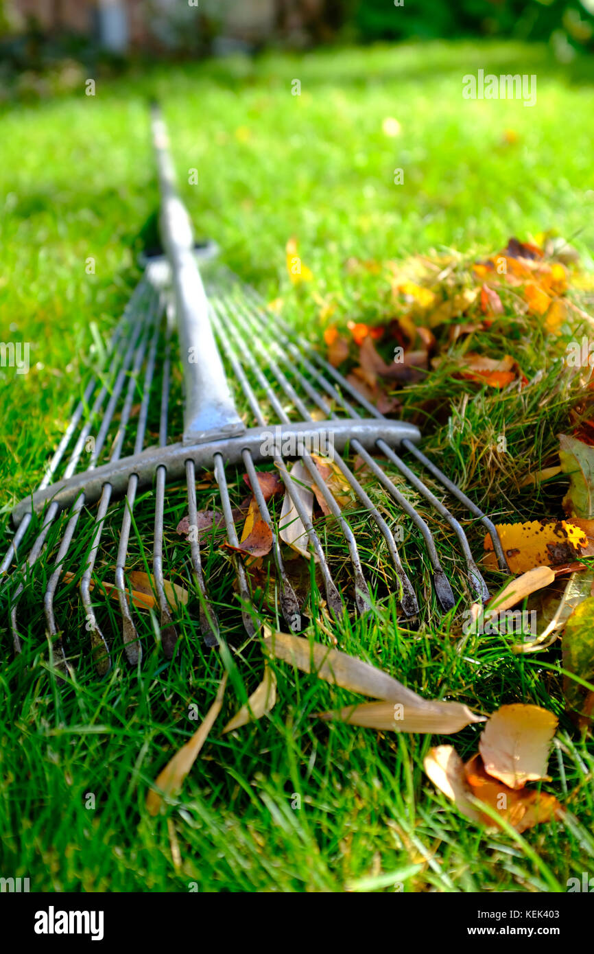 Garden rake and leaves in the Autumn Stock Photo - Alamy