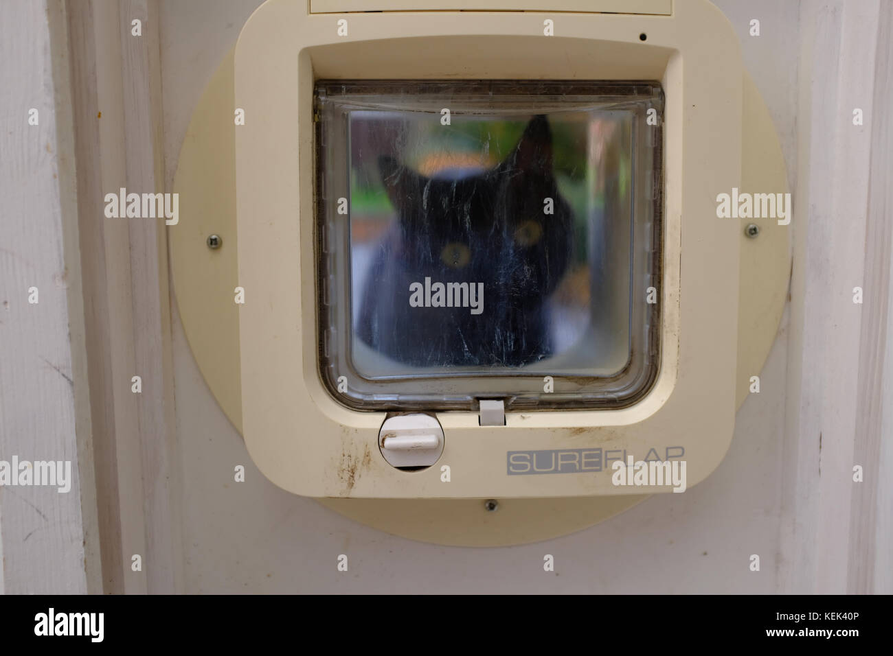 Black cat looking through a cat flap Stock Photo - Alamy