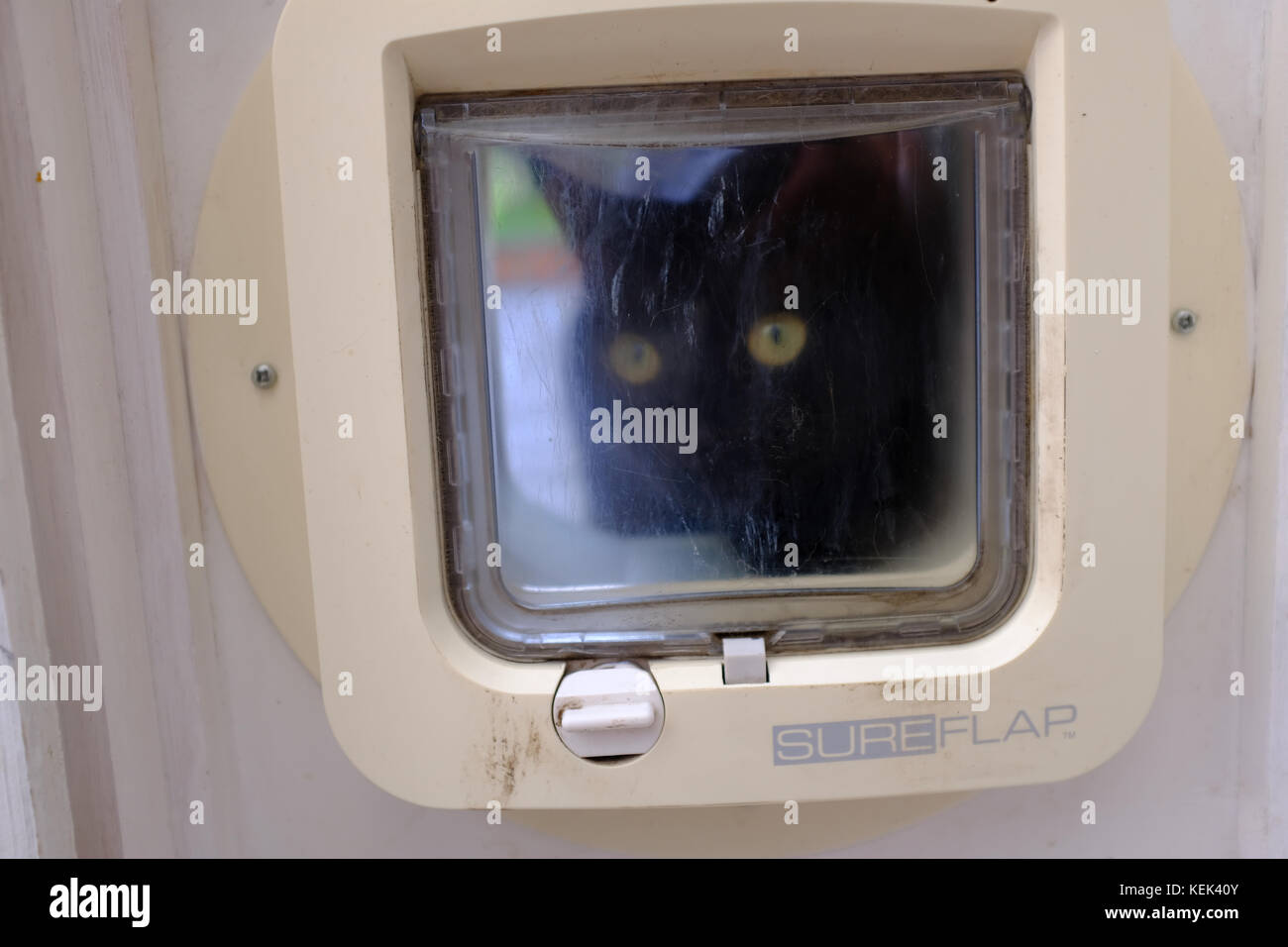 Black cat looking through a cat flap Stock Photo - Alamy