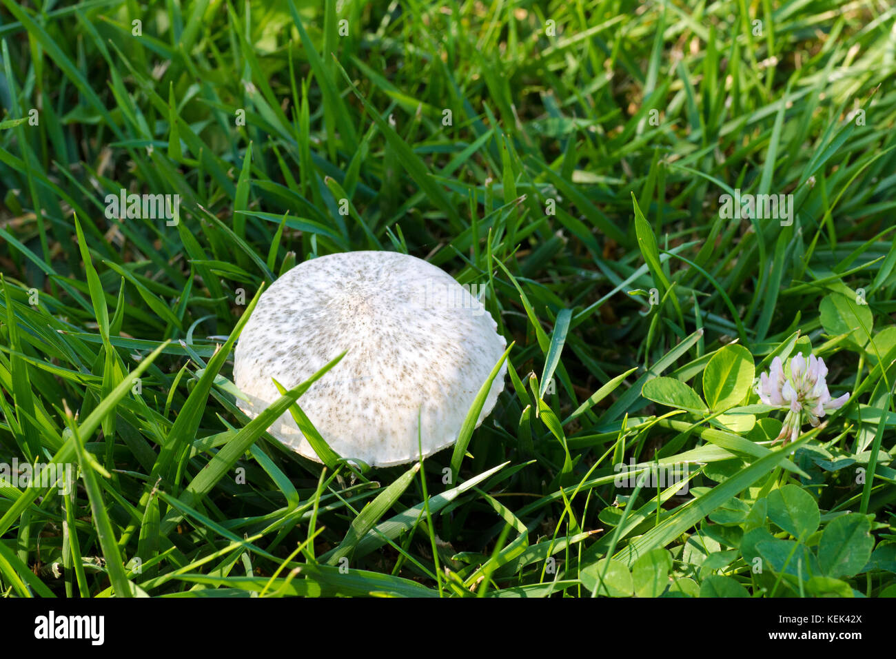 Close-up photo of a mushroom - champignon growing on a green lawn in ...
