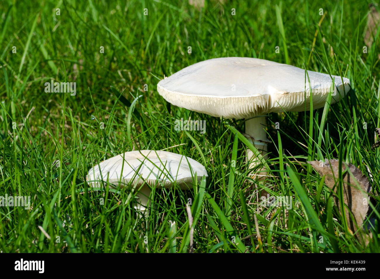 Close-up photo of a mushroom - champignon growing on a green lawn in ...