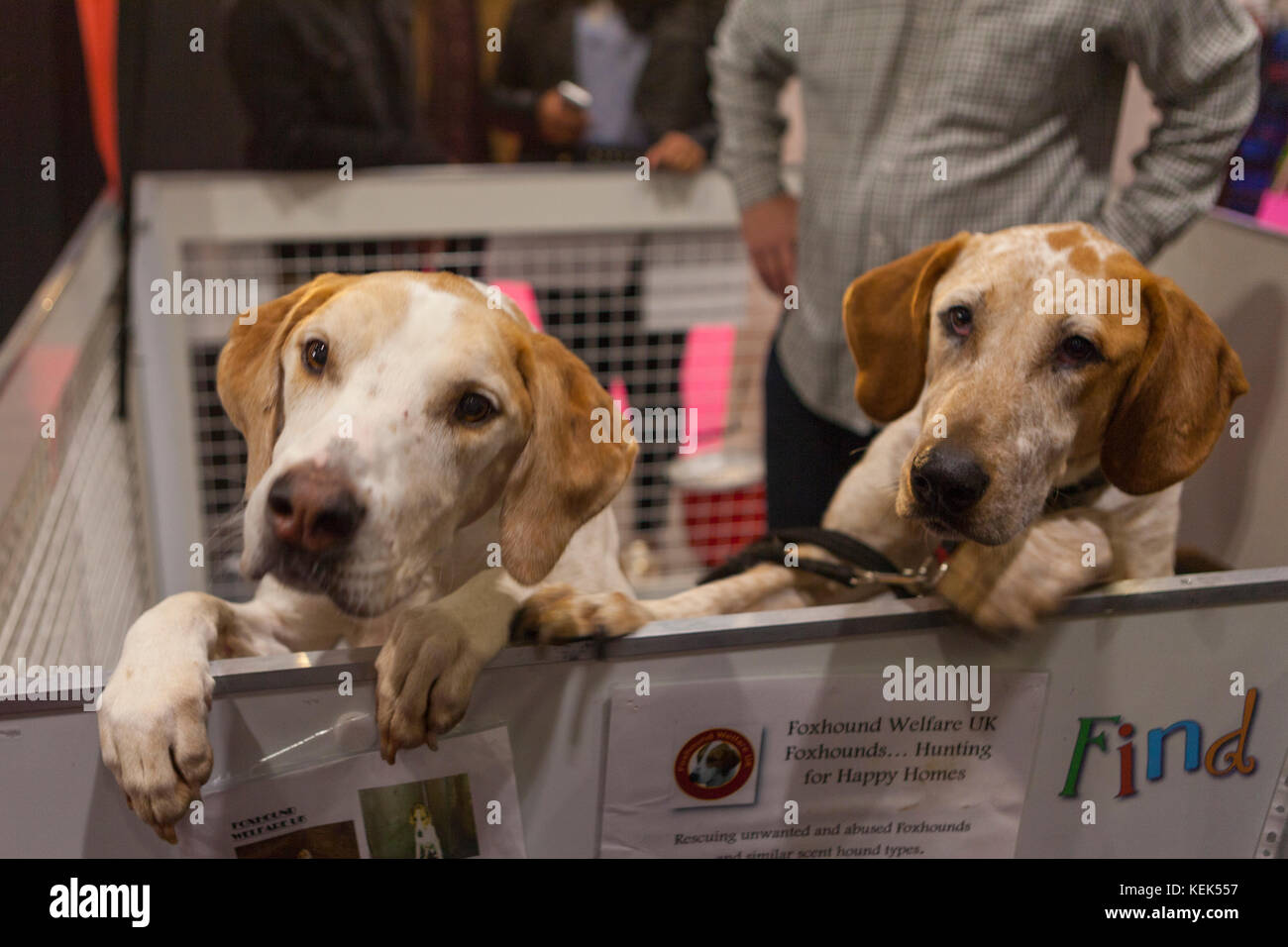 London, UK. 21st Oct, 2017. Discover Dogs Show: ExCel, London, UK. 21st ...