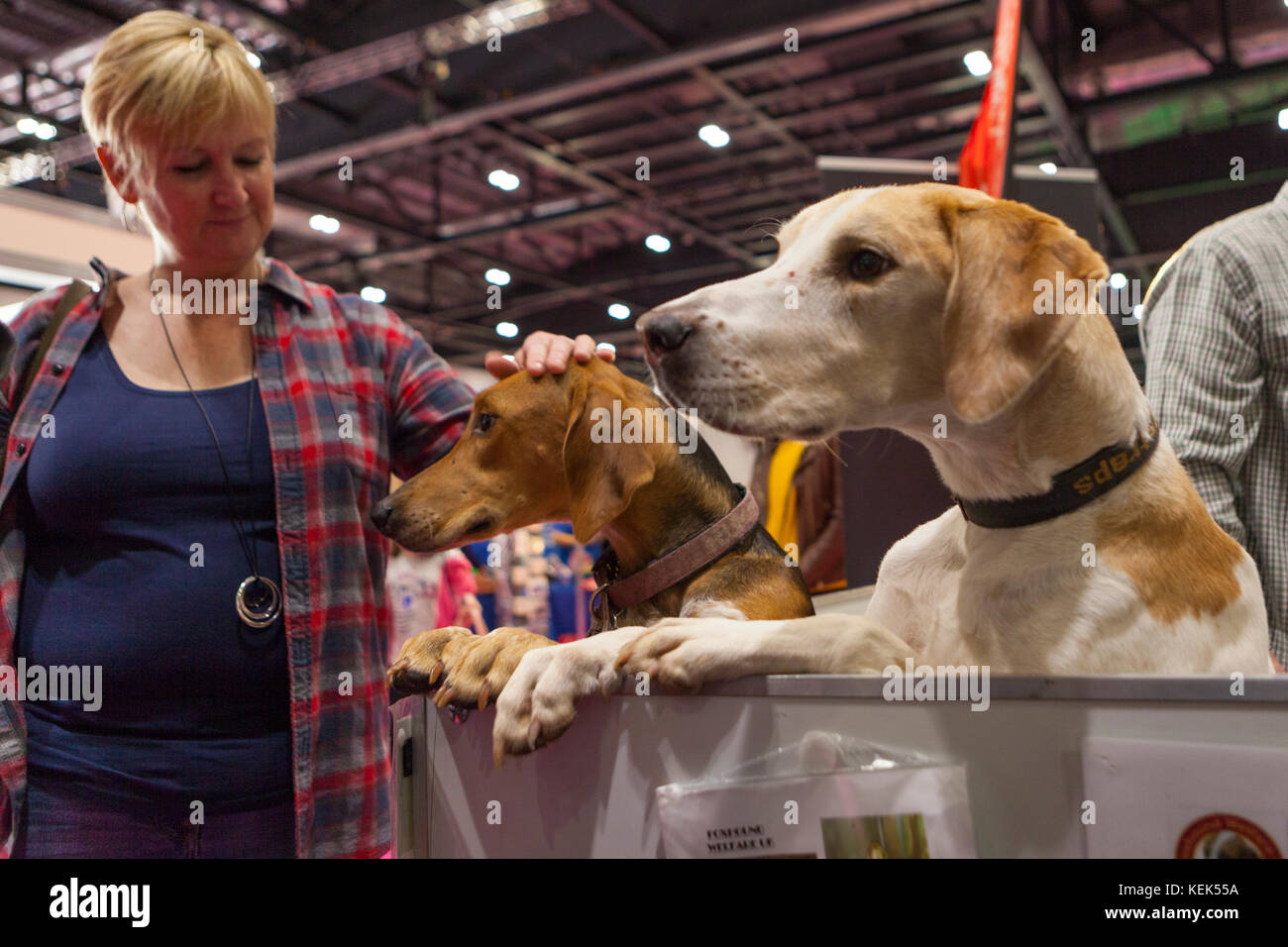 London, UK. 21st Oct, 2017. Discover Dogs Show: ExCel, London, UK. 21st ...