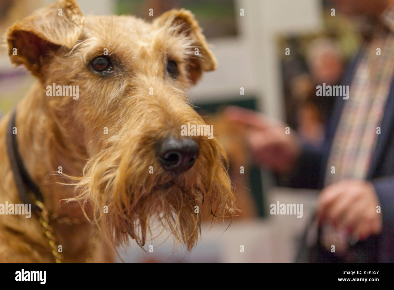 Discover dogs show hi-res stock photography and images - Alamy