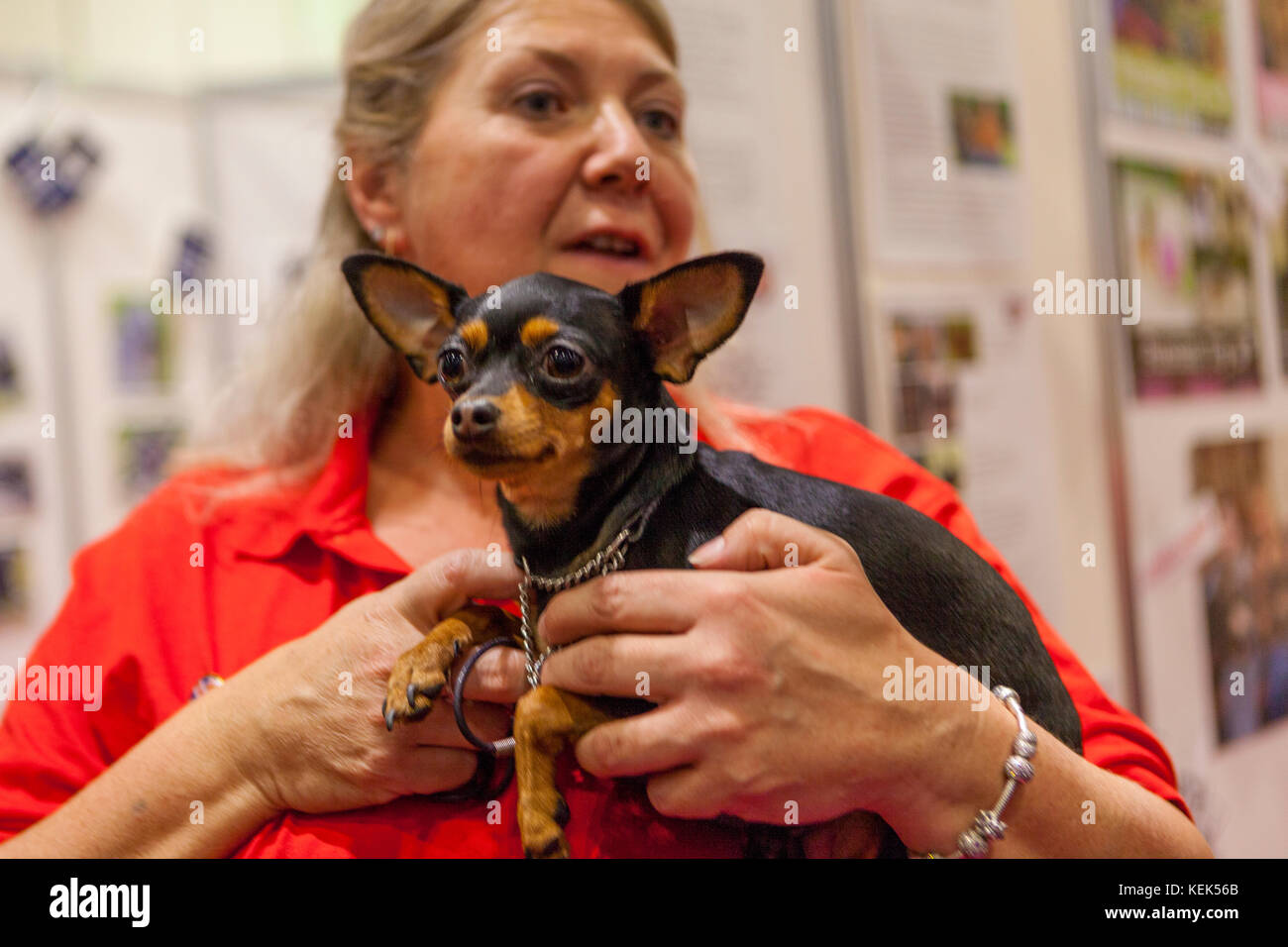London, UK. 21st Oct, 2017. Discover Dogs Show: ExCel, London, UK. 21st ...