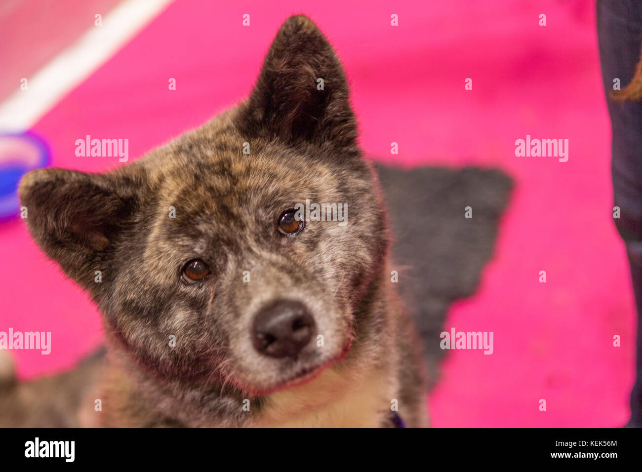 London, UK. 21st Oct, 2017. Discover Dogs Show: ExCel, London, UK. 21st ...