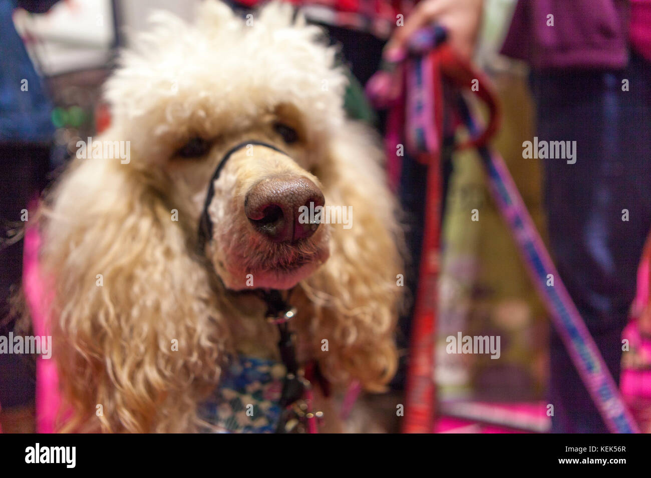 London, UK. 21st Oct, 2017. Discover Dogs Show: ExCel, London, UK. 21st ...