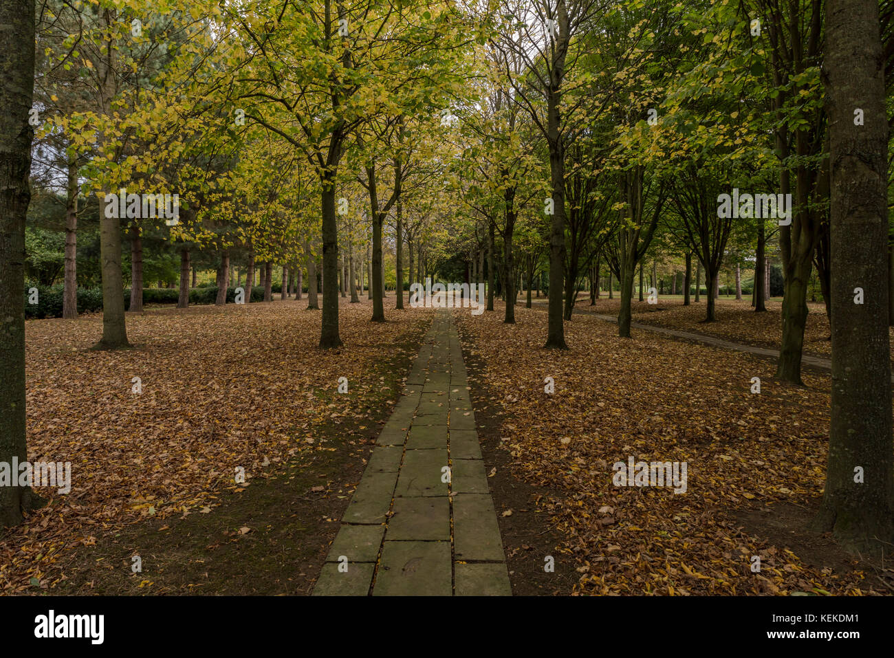 Cathedral of trees milton hi-res stock photography and images - Alamy
