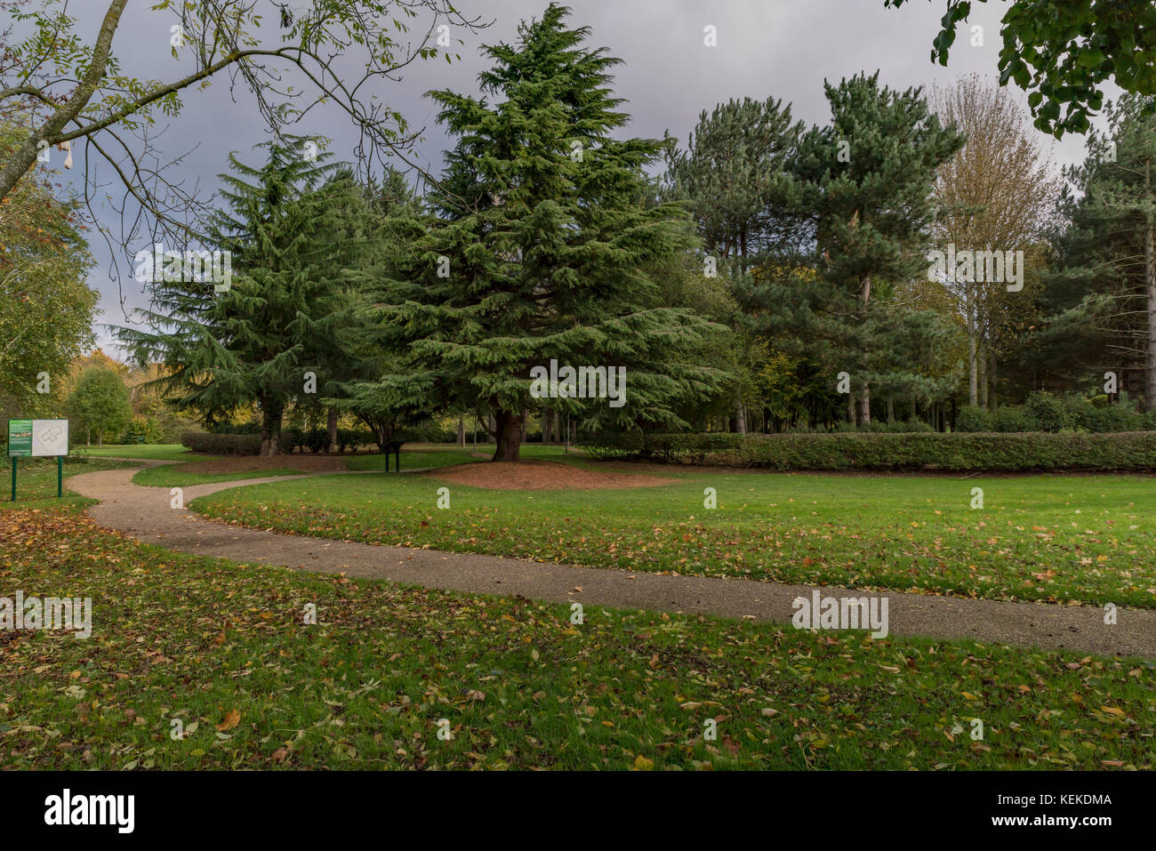Milton Keynes, UK, 22nd October, 2017. Autumn leaves fall in the ...