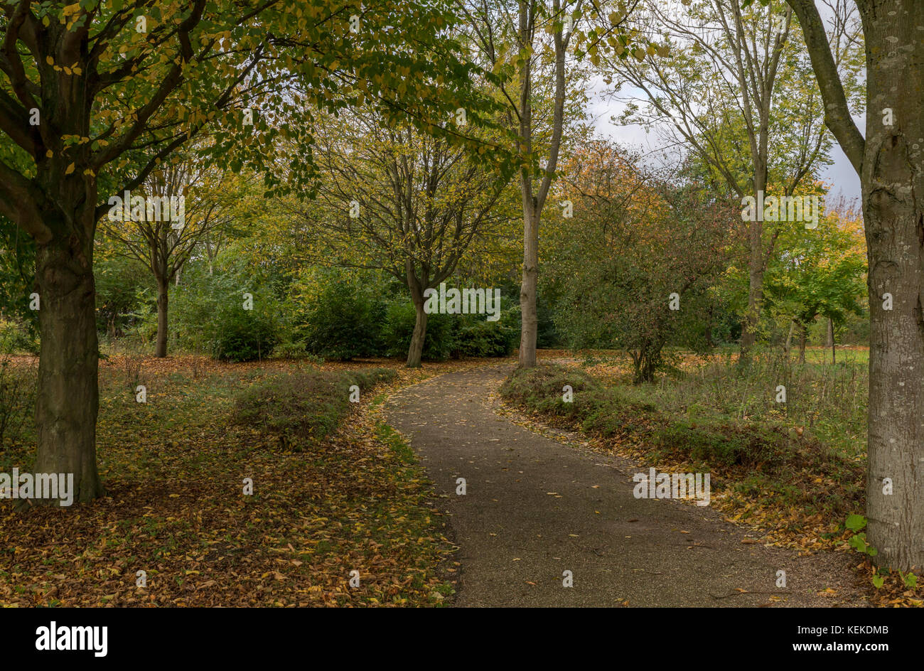 Cathedral of trees milton hi-res stock photography and images - Alamy