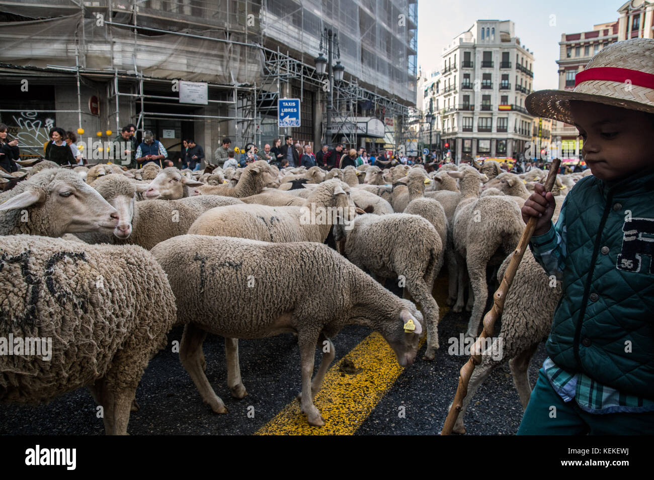 Shepherd Boy With Sheep