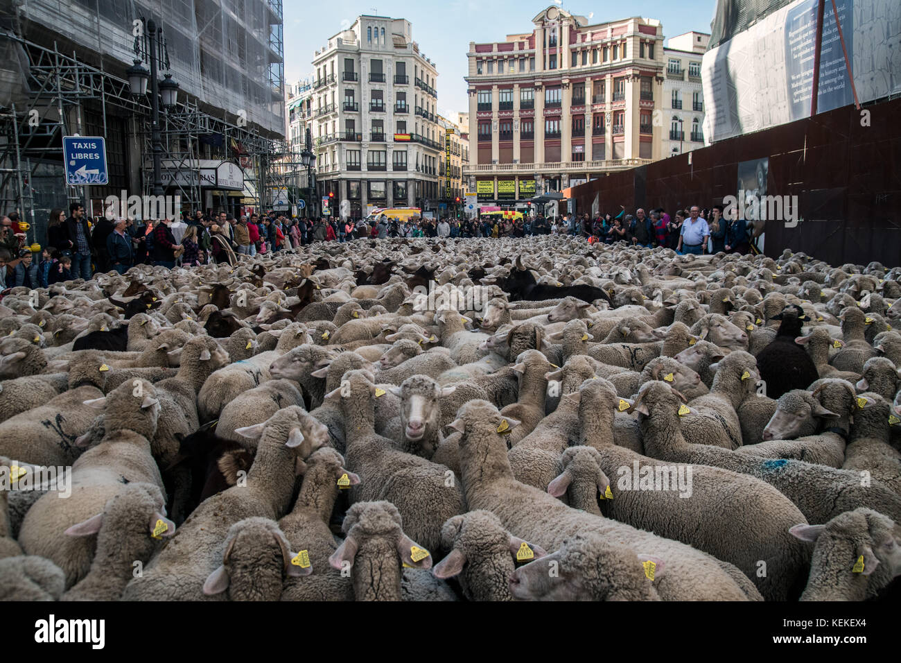Thousand of animals hi-res stock photography and images - Alamy