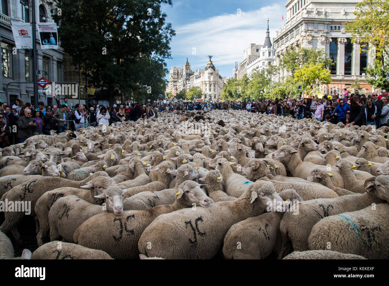 Thousand of animals hi-res stock photography and images - Alamy