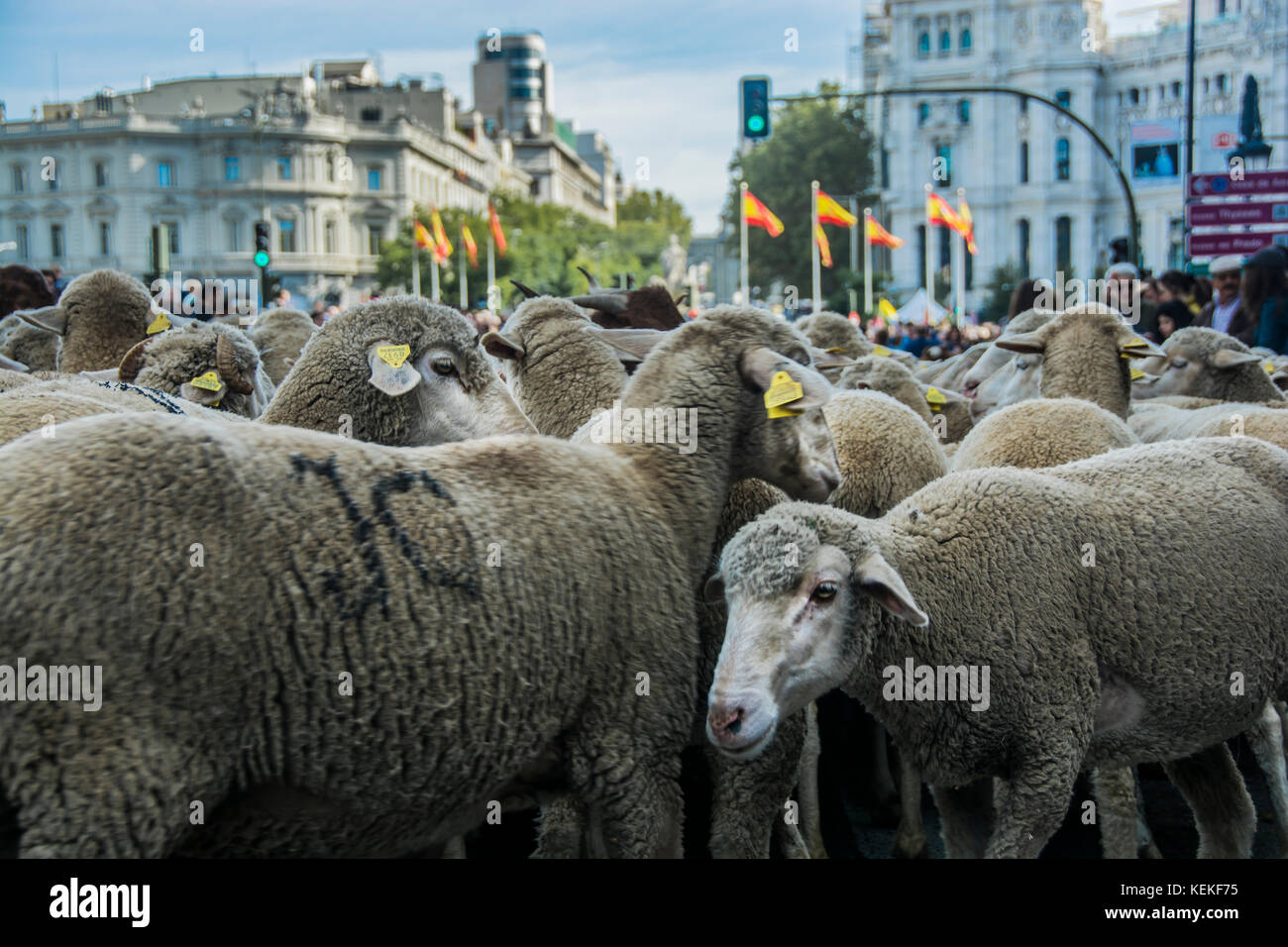 Ovejas de colores hi-res stock photography and images - Alamy