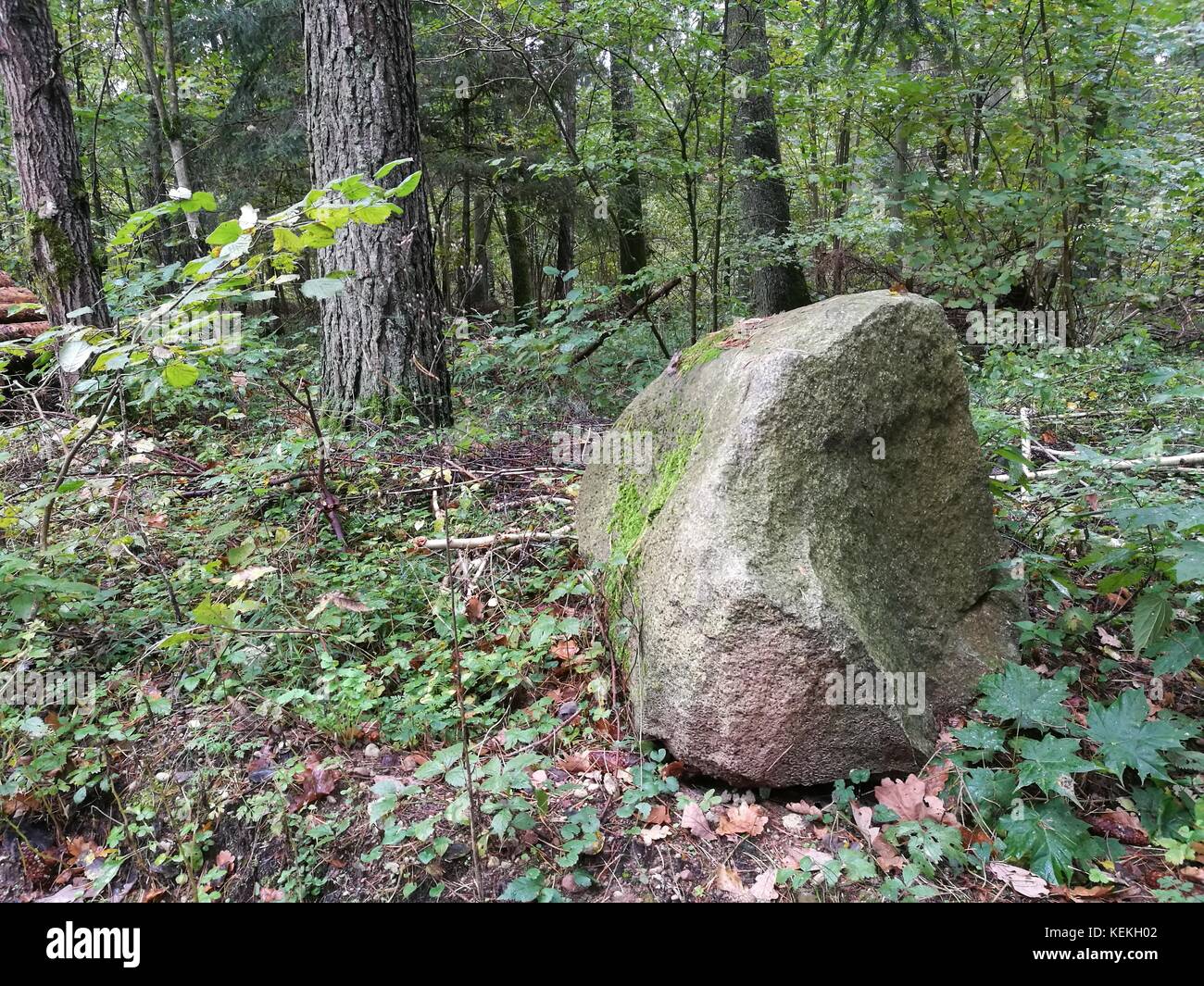 Lonely boulder in forest with pine trees behind, Bialowieza Forest ...