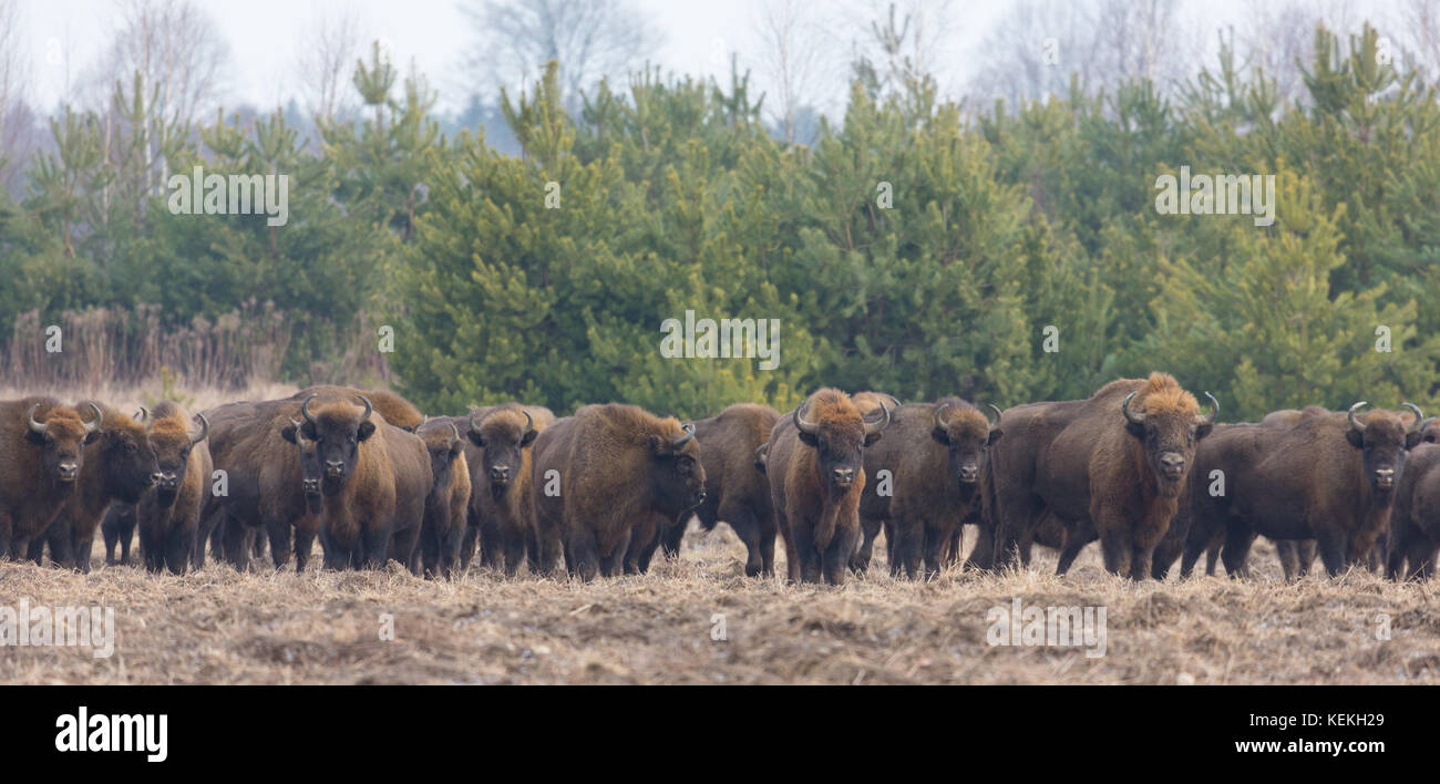 European Bison herd in snowless winter time against pine trees in ...