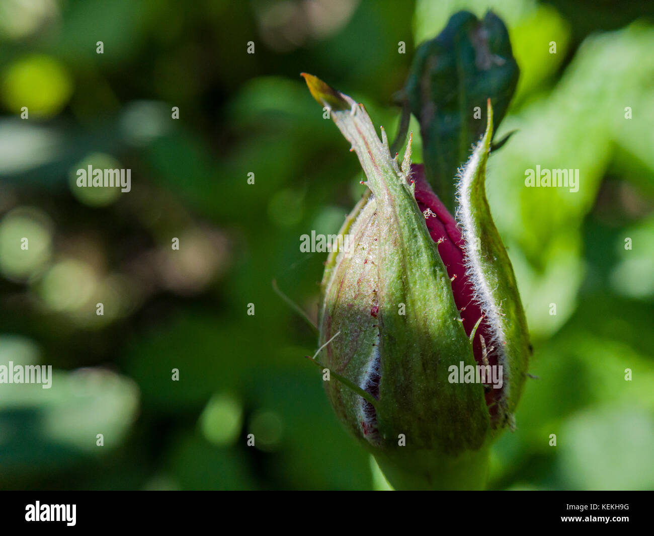 Close up shot of a mini rose bud at home graden Stock Photo - Alamy
